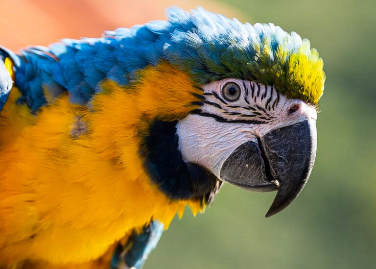 15 Atividades para fazer com as Crianças nas Férias de Verão na Ilha da ...